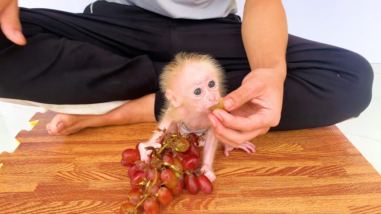 Dad feeds baby monkey fruit and teaches baby monkey to sit - YouTube