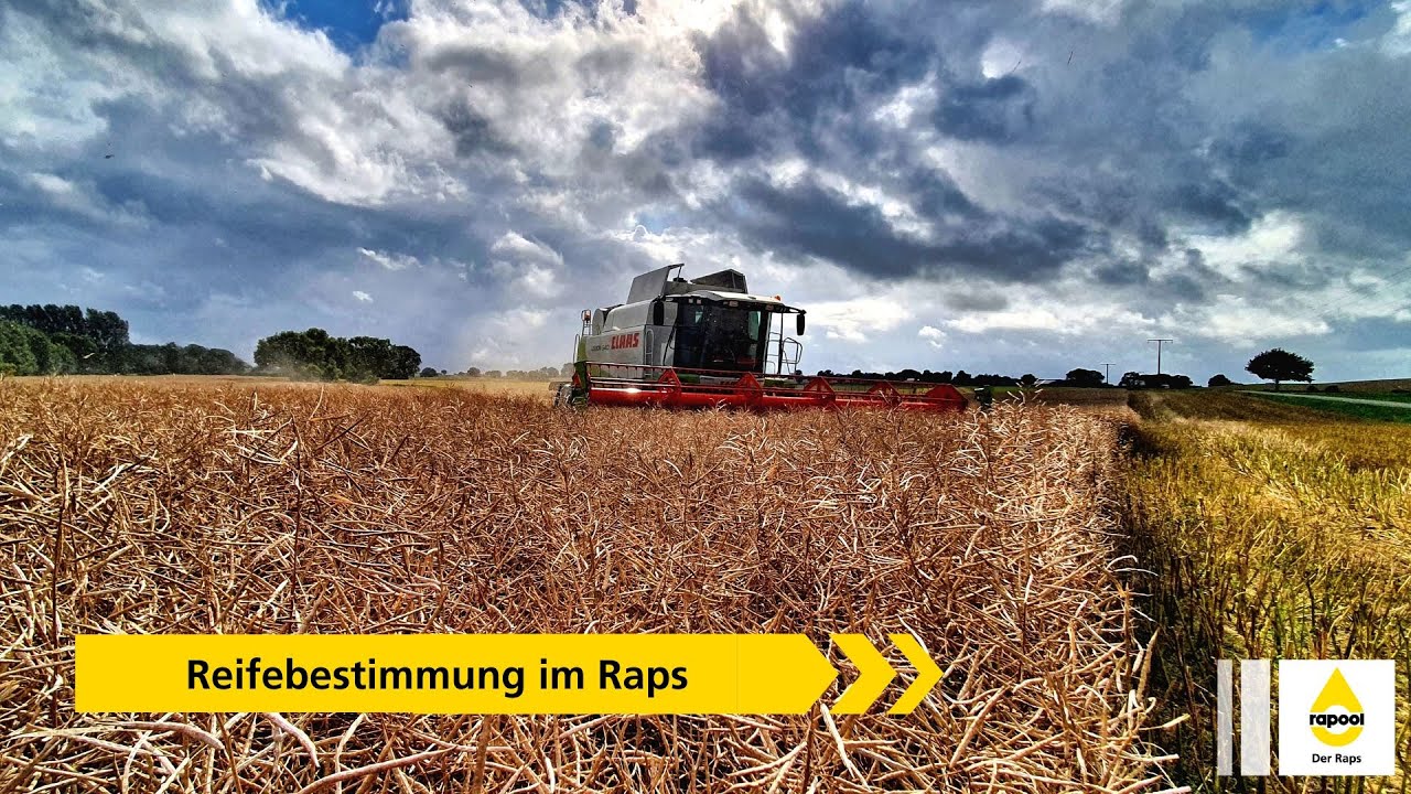 Reifebestimmung im Raps - wie bestimmt man den optimalen Erntetermin ...