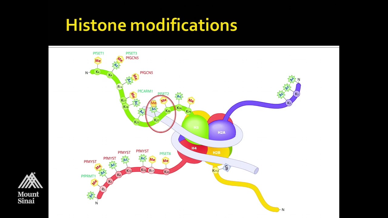 Pediatric Glioma Molecular Genetics and Epigenetics by Cynthia Hawkins ...