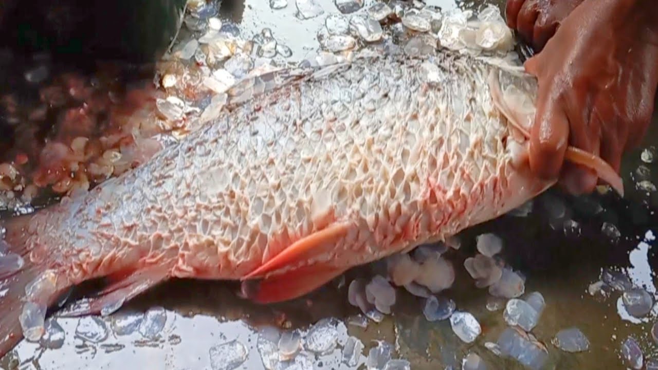 New Big Ruhi Fish Cutting Video In BD Fish Cutting Market | #fish ...