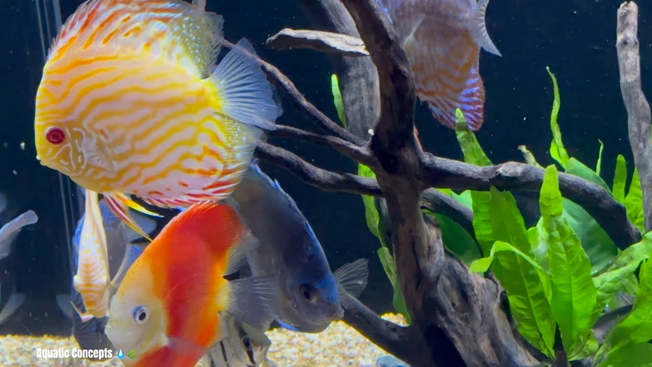 75 Gallon Planted Discus Tank “ A Simple Design Anyone Can Build” - YouTube