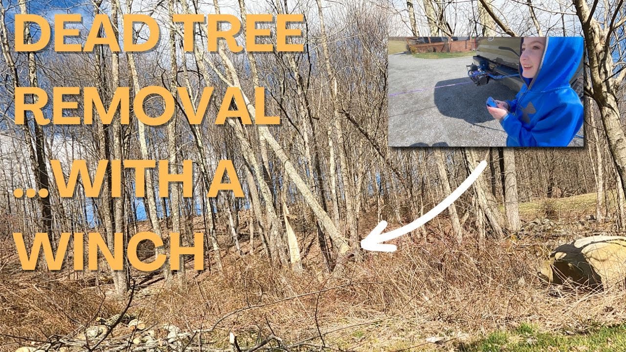 Removing a Dead Tree using a Winch - YouTube