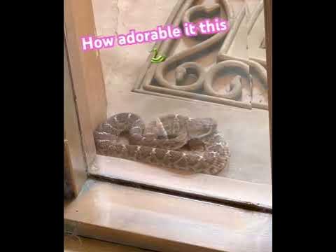 Watch this cute baby Rattlesnake wake up and yawn 💕 - YouTube