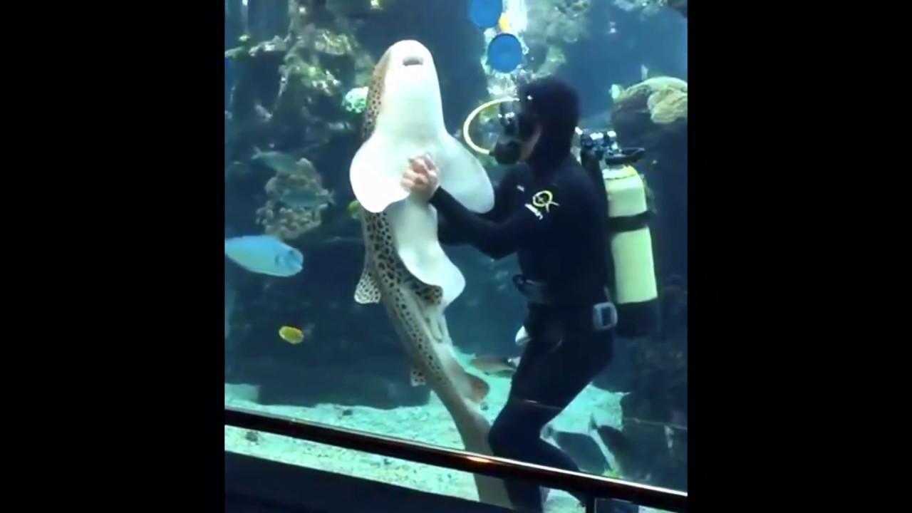 Man Rubs Belly Of A Shark! - YouTube