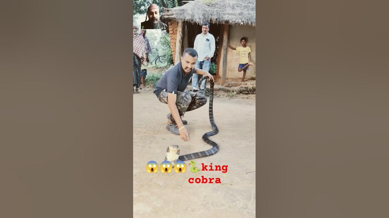 25 foot snake🤔 King cobra😱😱#cobra#snackvideo #snakechannel #snakerescue ...