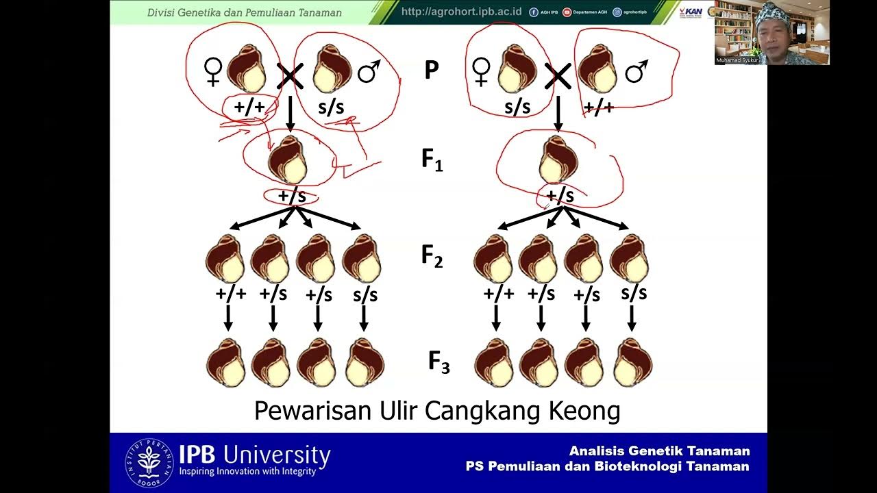 Kuliah Analisis Genetik Tanaman: Analisis Pewarisan Ekstrakromosomal - YouTube
