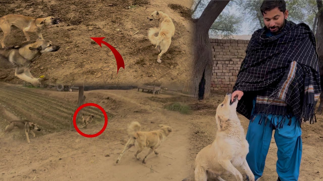 Itny Sary Dog Ne Hamla Kar Diya 😳 #vlog - YouTube