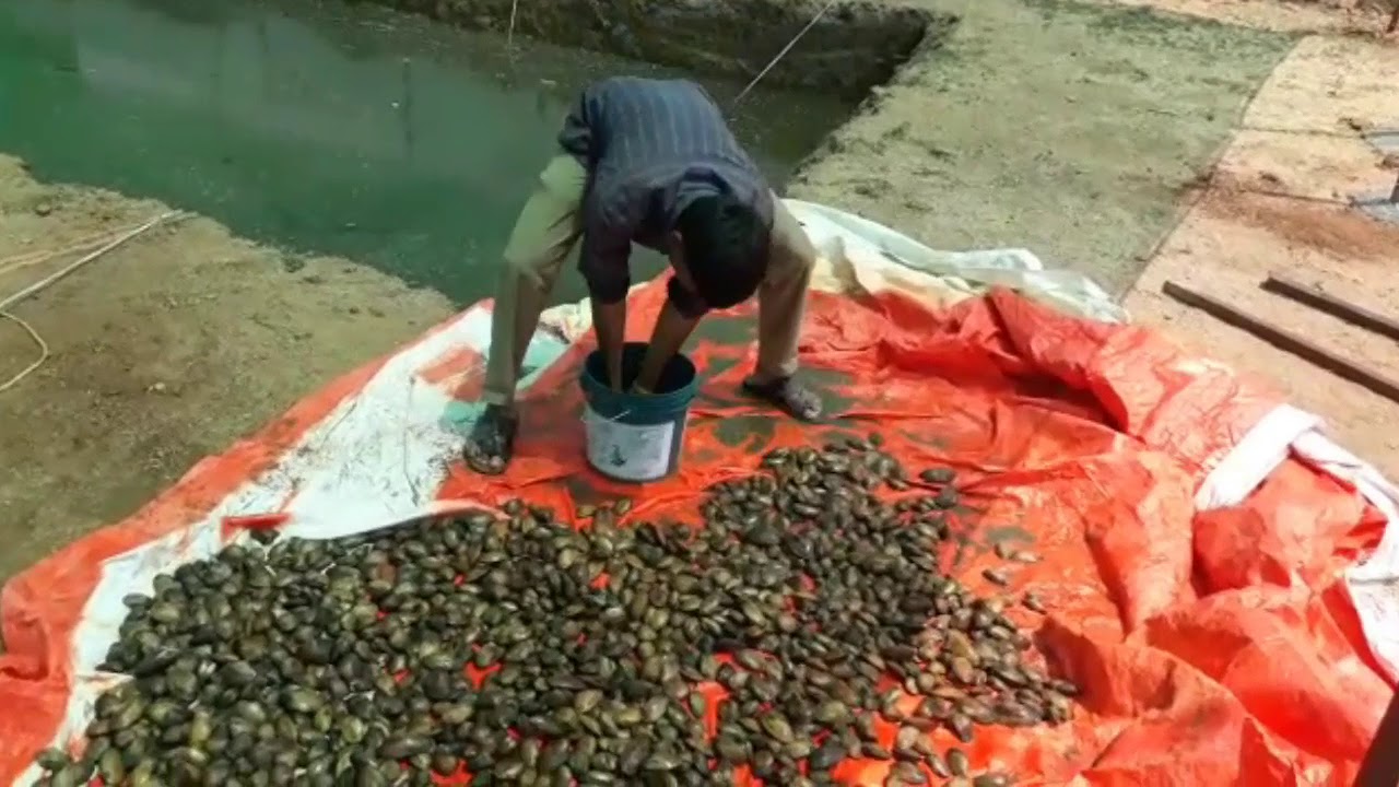 Pearl Farming Training In Telangana - YouTube