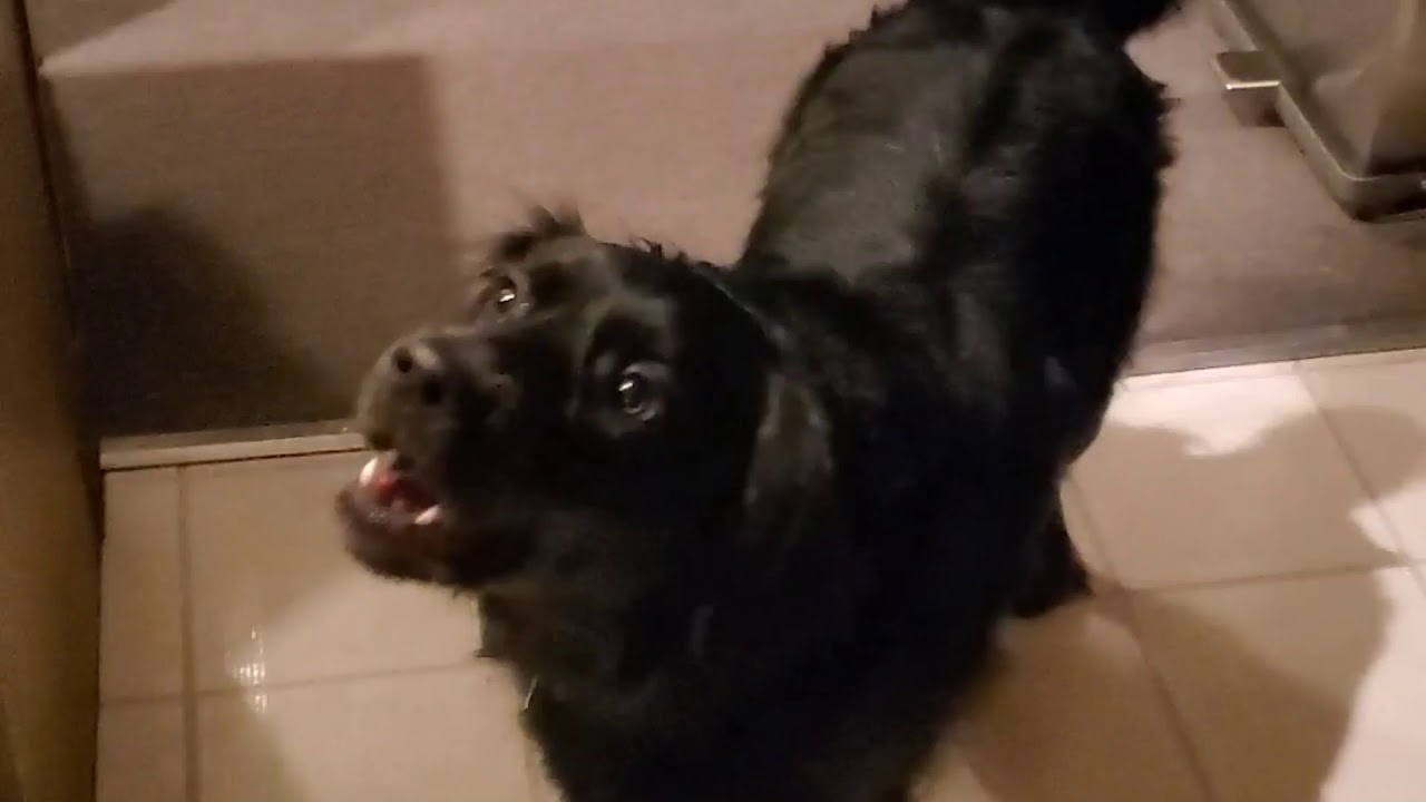 Speech on Dog Behavior - Final Intro - YouTube