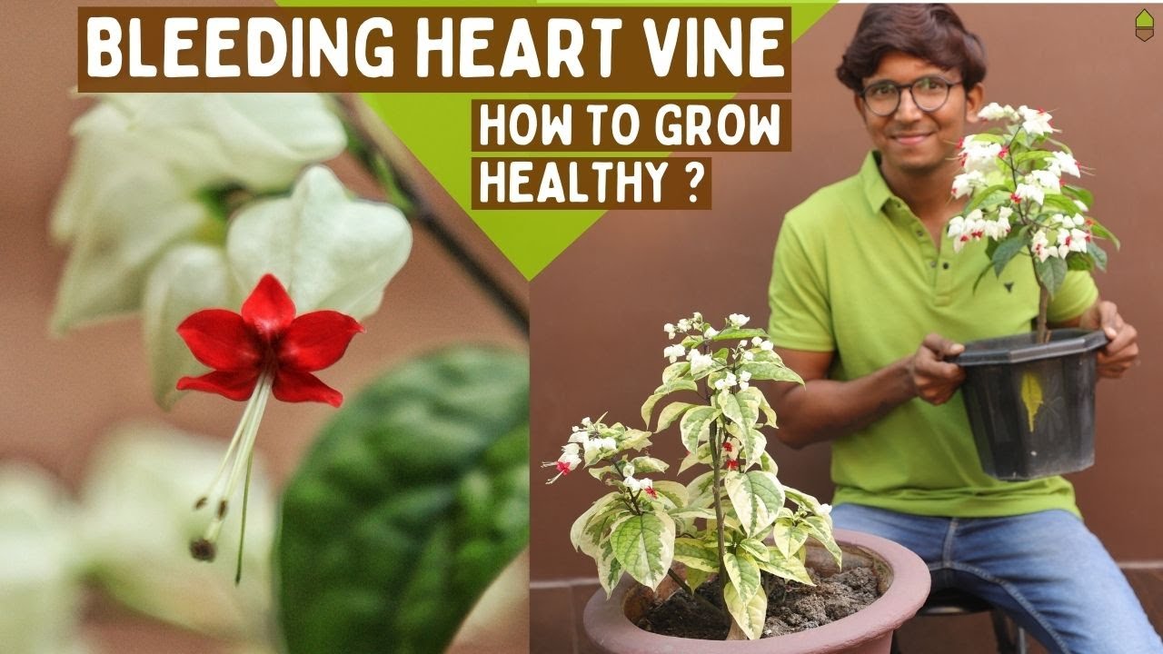 Bleeding Heart Vine Plant Care -- Watering Explained -- Clerodendrum ...