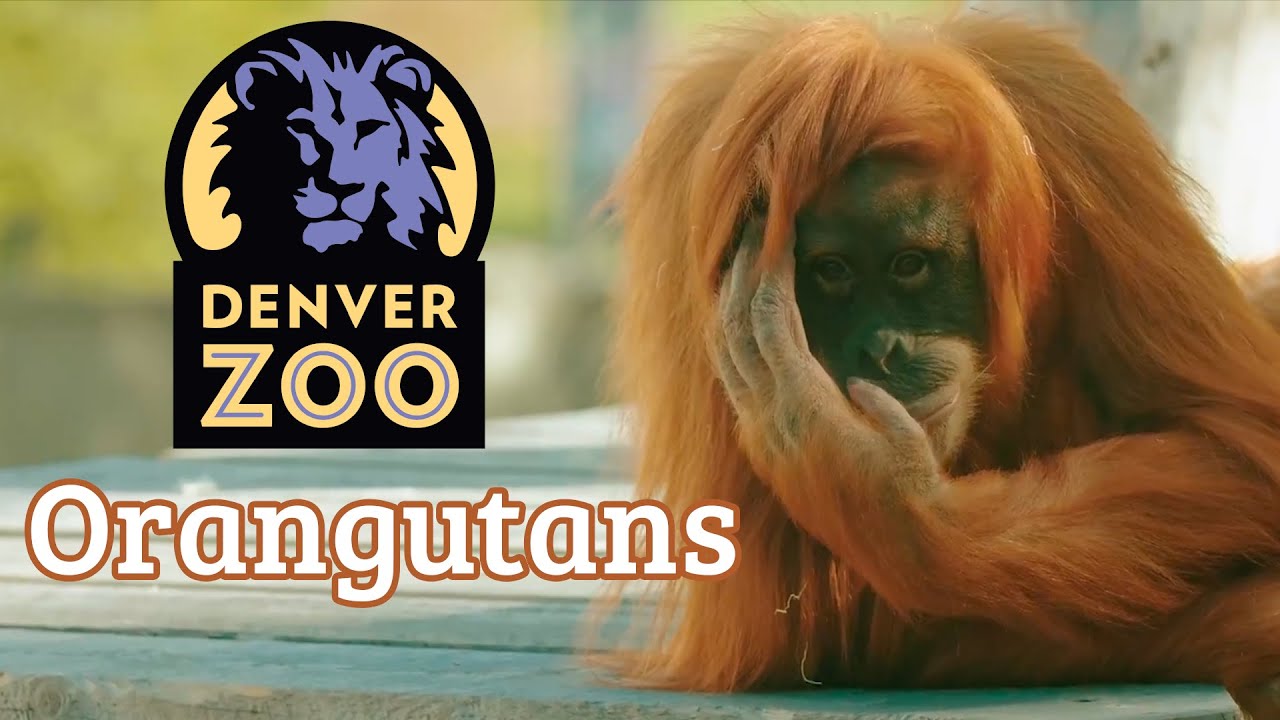 Intelligent Orangutan Moments - YouTube