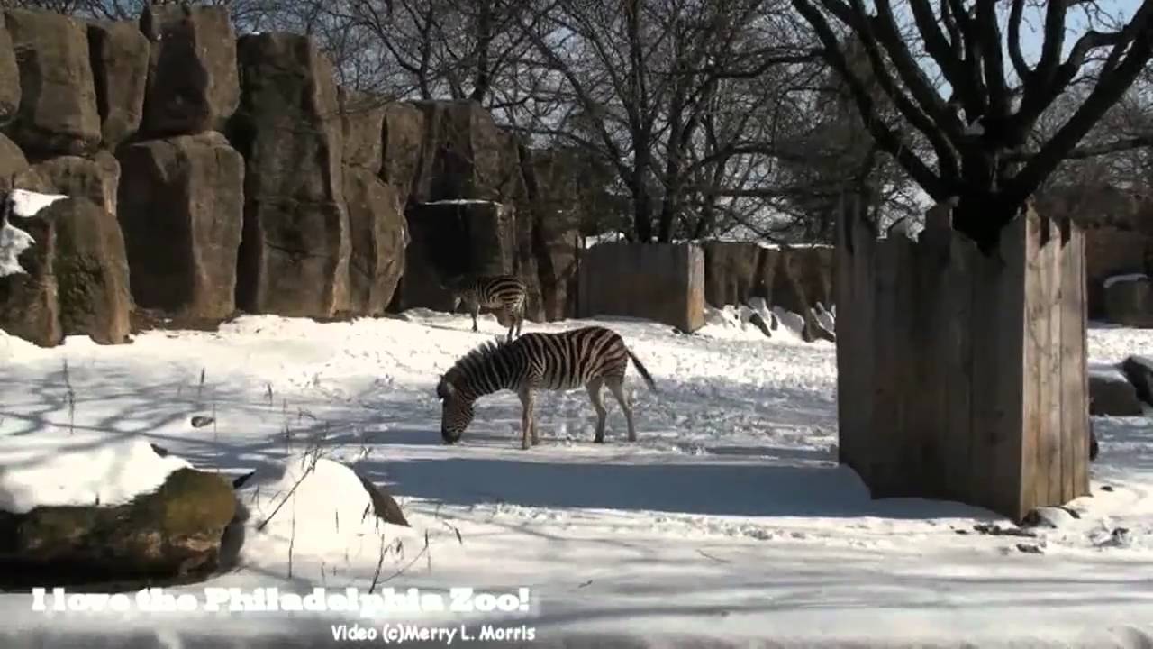 Philadelphia Zoo Zebras Enjoying the Snow - YouTube