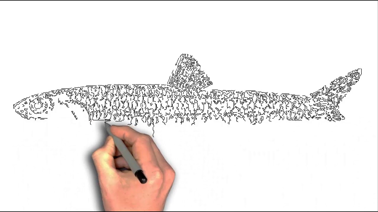 This fish is very long | DRAWING FISH - YouTube