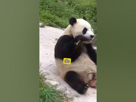 Pandas Do This Funny Thing When They Pee 🐼🤣| Funny Facts #facts #funny ...