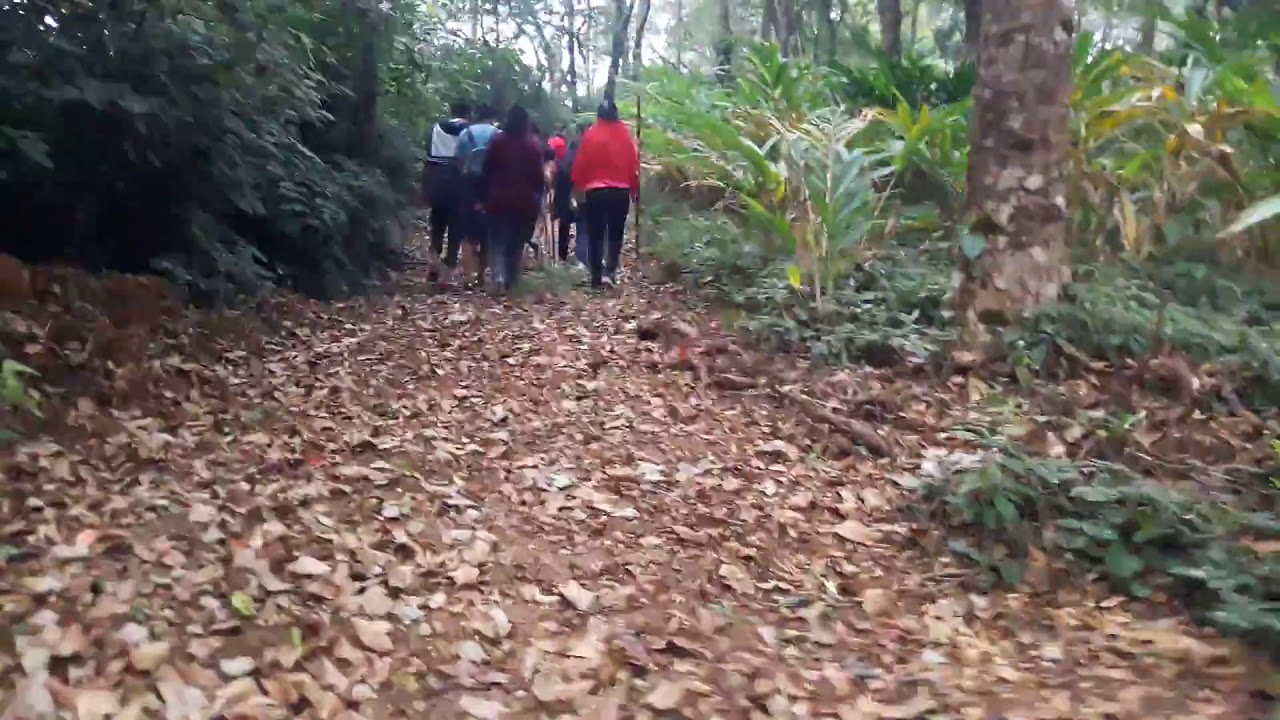 organic cardamom plantation, Coorg - YouTube