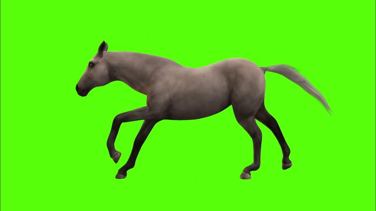 Horse Running loop animation green screen footage | 4K footages | GreenScreen Vfx - YouTube