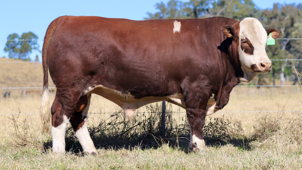 Lot 33 - Biarra Valley Upper Class (P) - YouTube