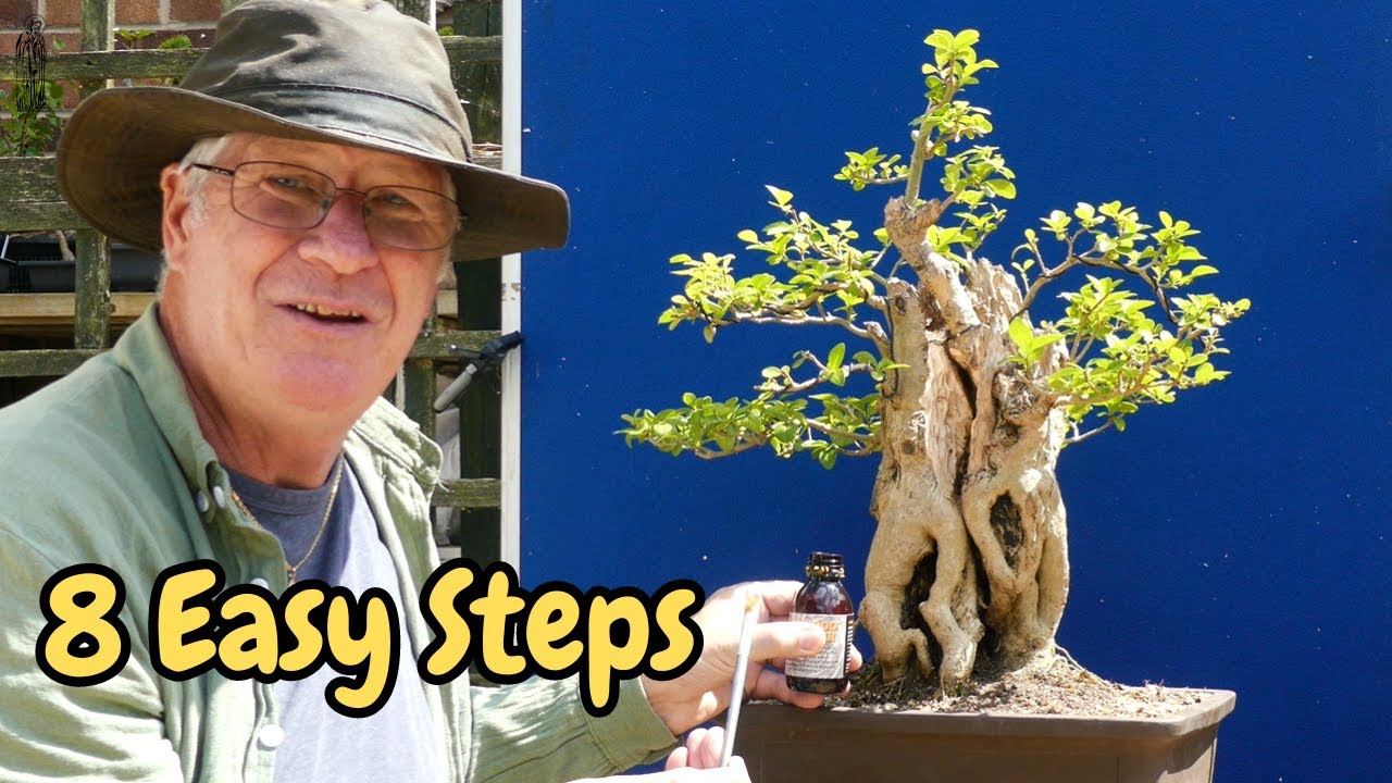 8 EASY steps to creating an EYE Catching Bonsai Stump (Privet) - YouTube