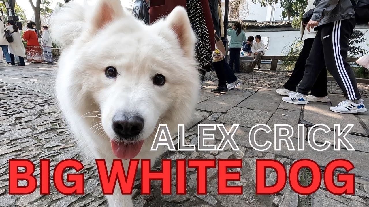 Da Bai Gou - Alex Crick (Music Video) - YouTube