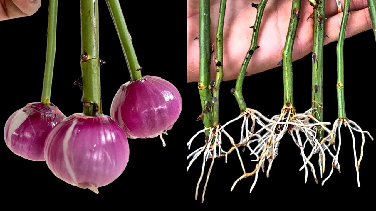 How To Grow Rose plant Cutting In A Onion.. - YouTube