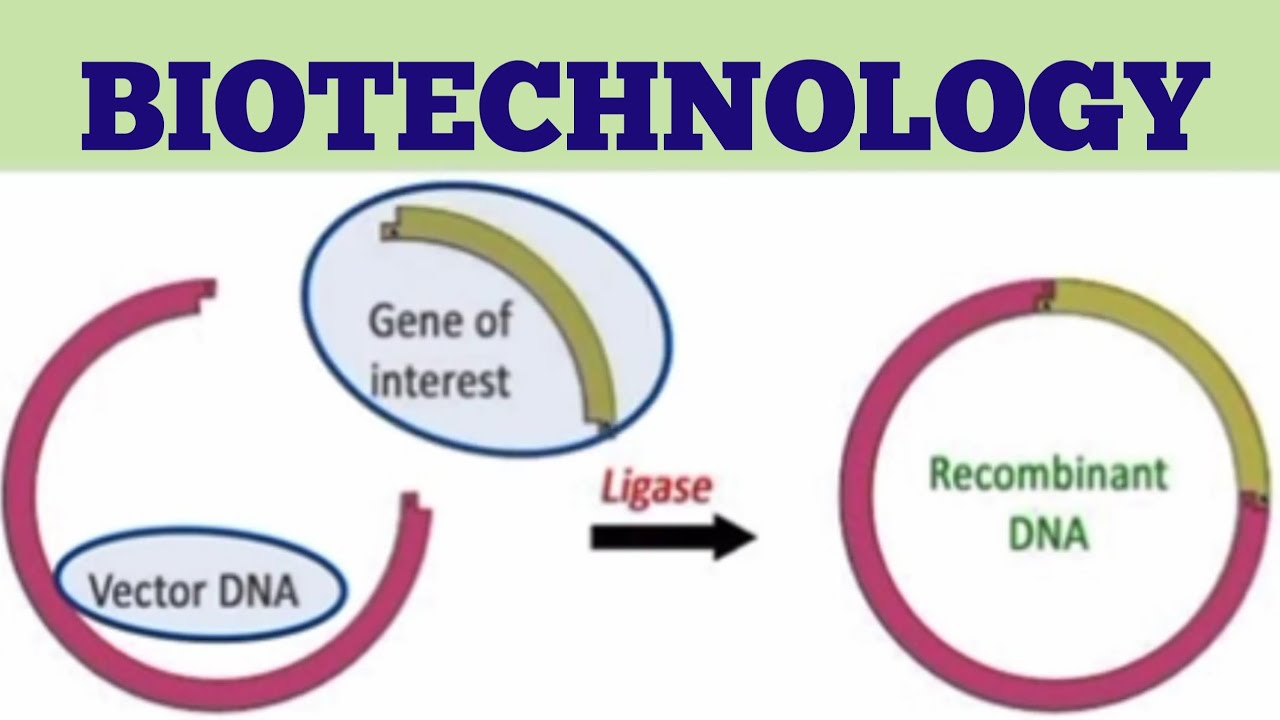 What is Biotechnology || Easy way to learn rDNA Technology || Stepwise ...
