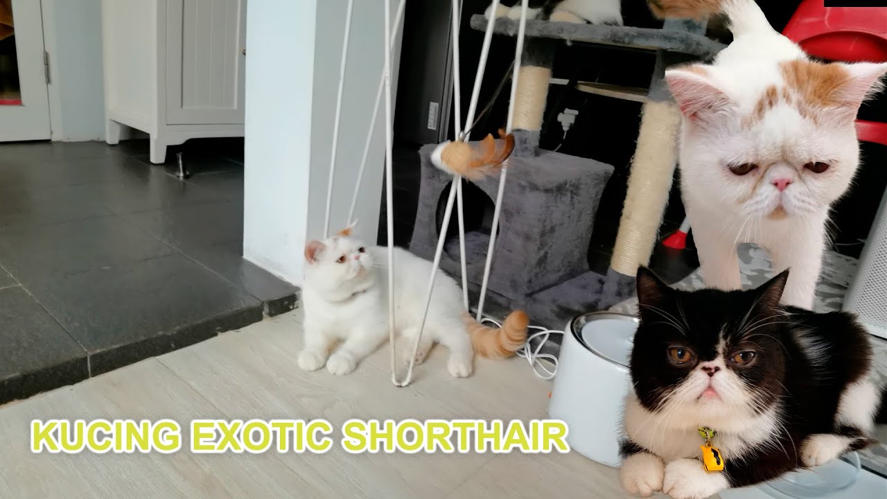 KUCING EXOTIC SHORTHAIR - YouTube