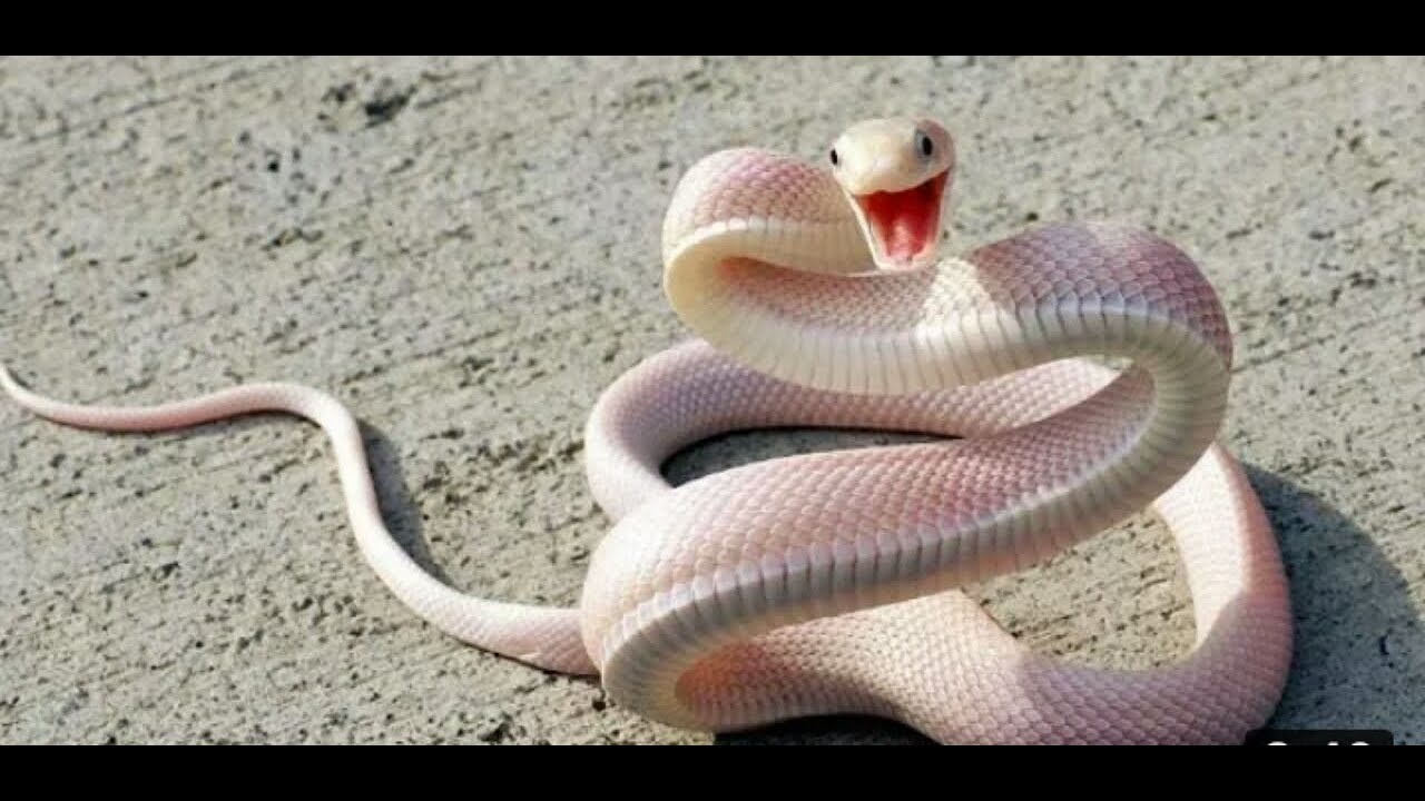 Lakri ka snake - YouTube