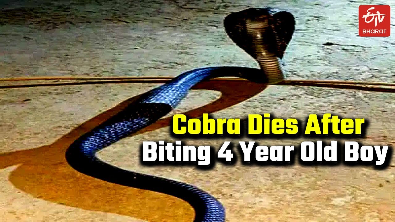 Cobra Dies After Biting 4 Year Old Boy in Gopalganj | Snake Died After ...