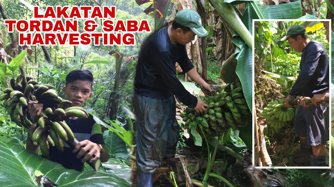 LAKATAN, TORDAN, & SABA HARVESTING | Biyaherong Batangueno - YouTube