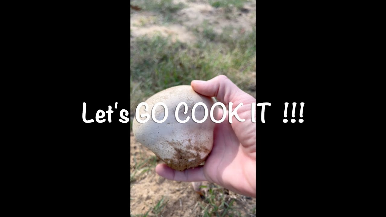 How to COOK and EAT a Puffball mushroom !! - YouTube