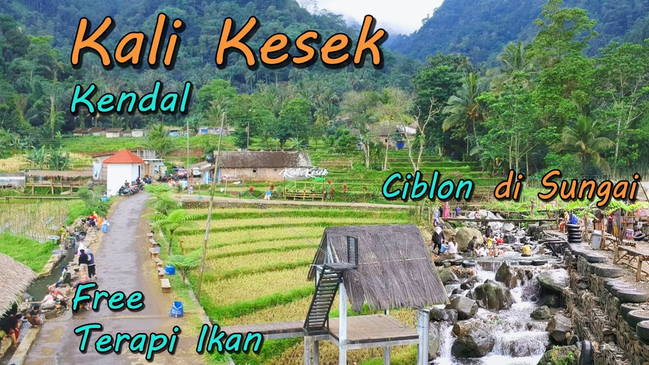 Kali Kesek Limbangan Kendal Wisata Alam Sawah di Pedesaan Sungai Bersih ...