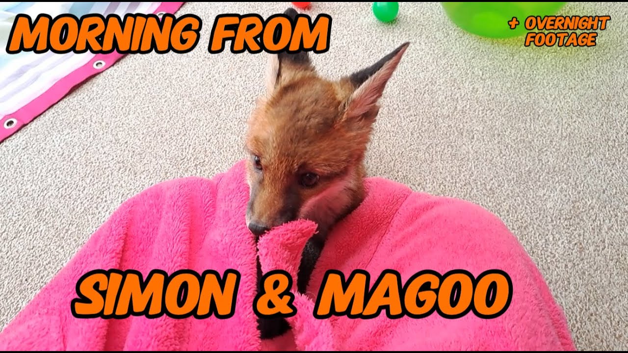 Good morning 🥰 #fox #wildlife #cuteanimals #cute #viral #vlog #fyp ...