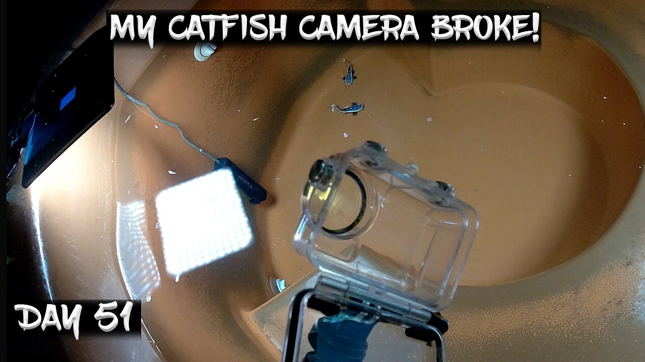 I Broke my Catfish Camera! Daily Vlog Day 51! Watch Them Grow! - YouTube