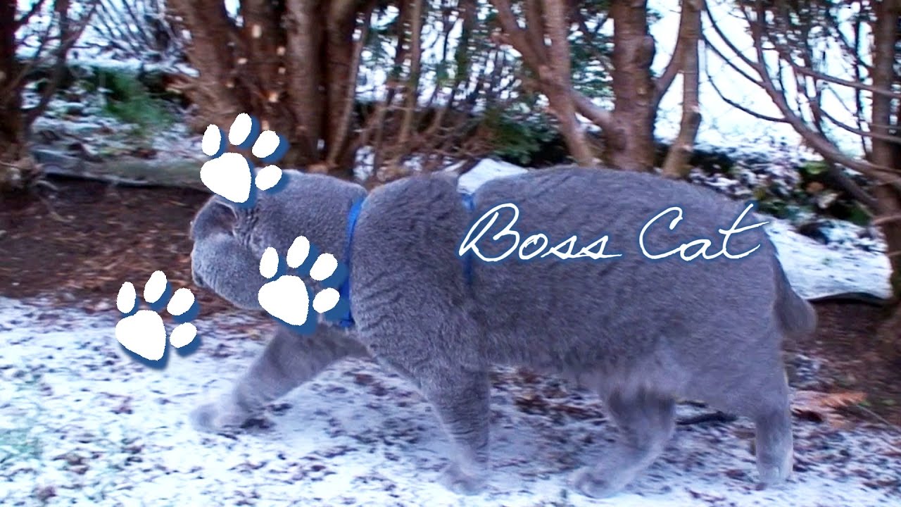 Boss Cat - First Snow 2016 - YouTube