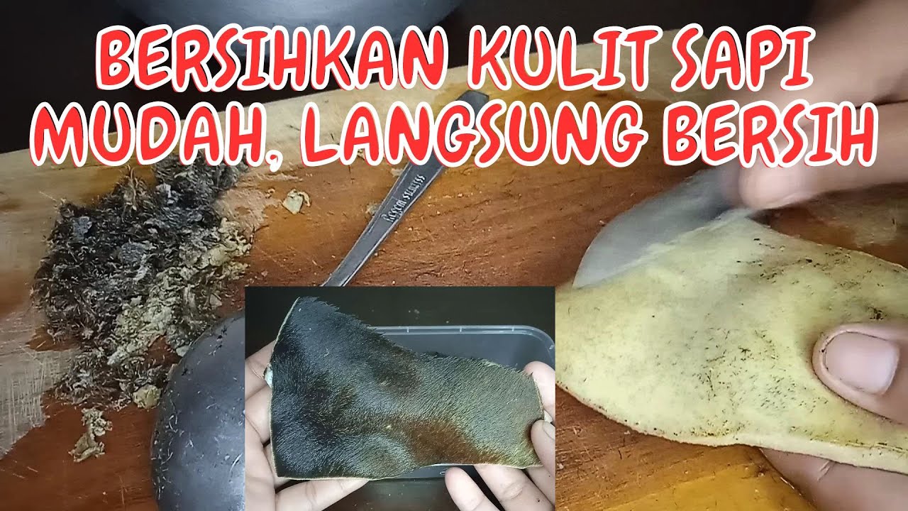 CARA MEMBERSIHKAN BULU SAPI DENGAN MUDAH || BERSIHKAN BULU PADA KULIT ...