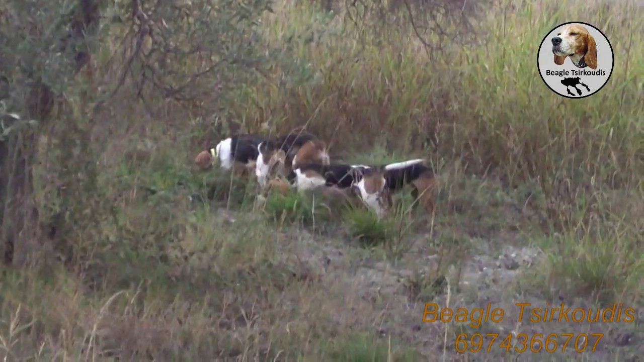 Beagle Tsirkoudis 20 χρονια κυνήγι με beagle. - YouTube