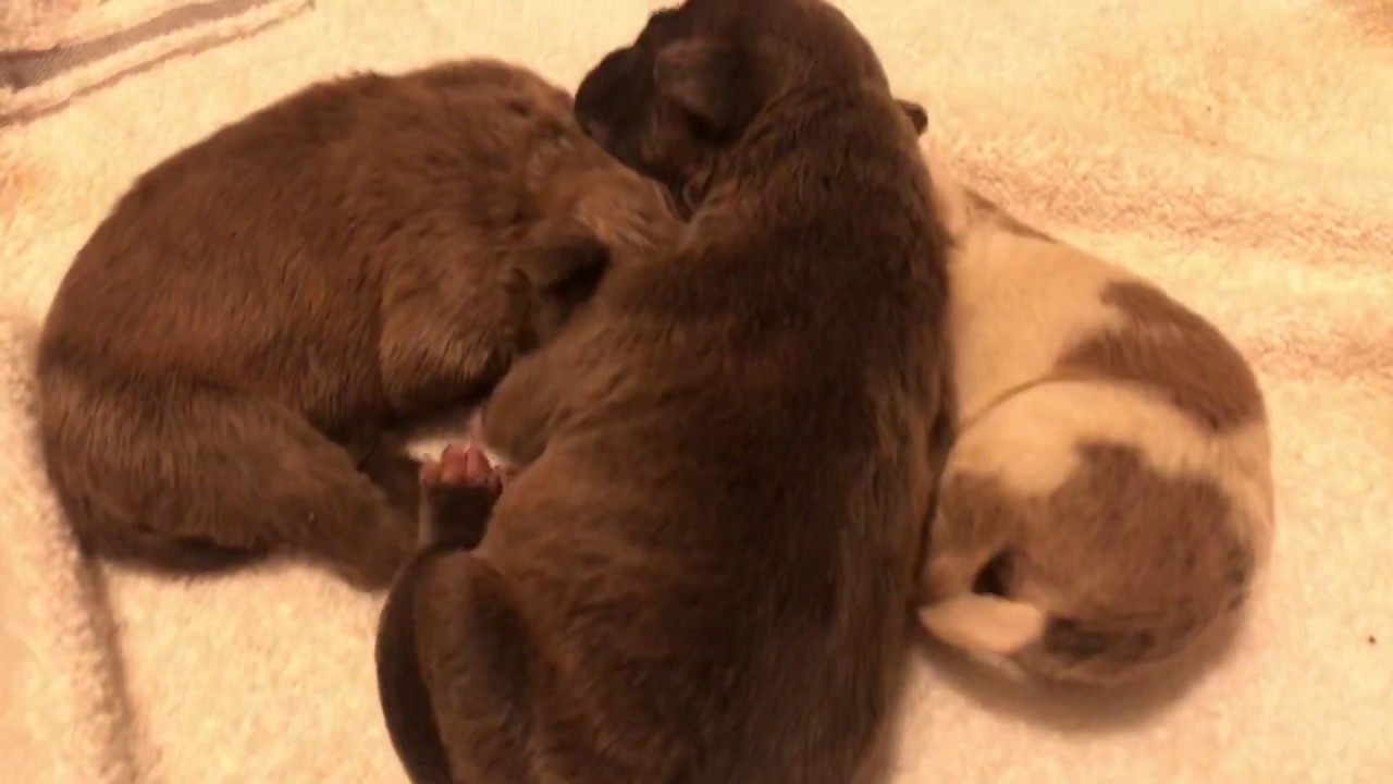 1 week old puppies - YouTube