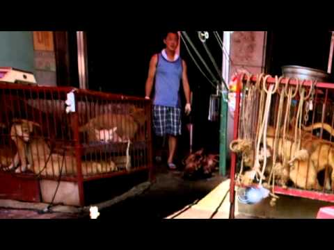 South Korea's Dog Cloning Industry Raises Ethical Red Flags ABC News ...