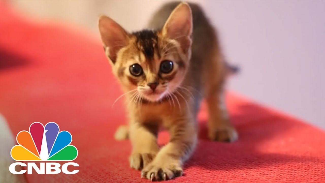 You Can Now Clone Your Dog Or Cat. But Is It Ethical? | CNBC - YouTube