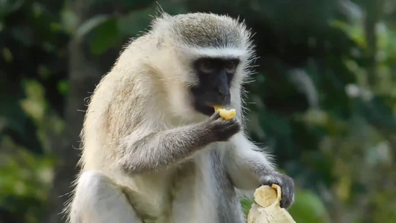 Orphan baby monkey updates, bandit monkeys having fun - YouTube