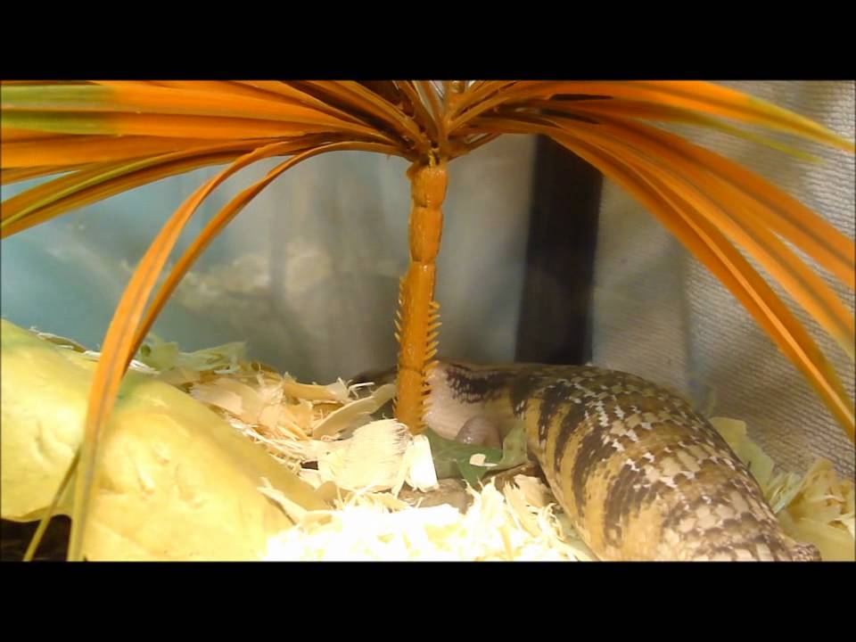 Funny Skink goes crazy! - YouTube