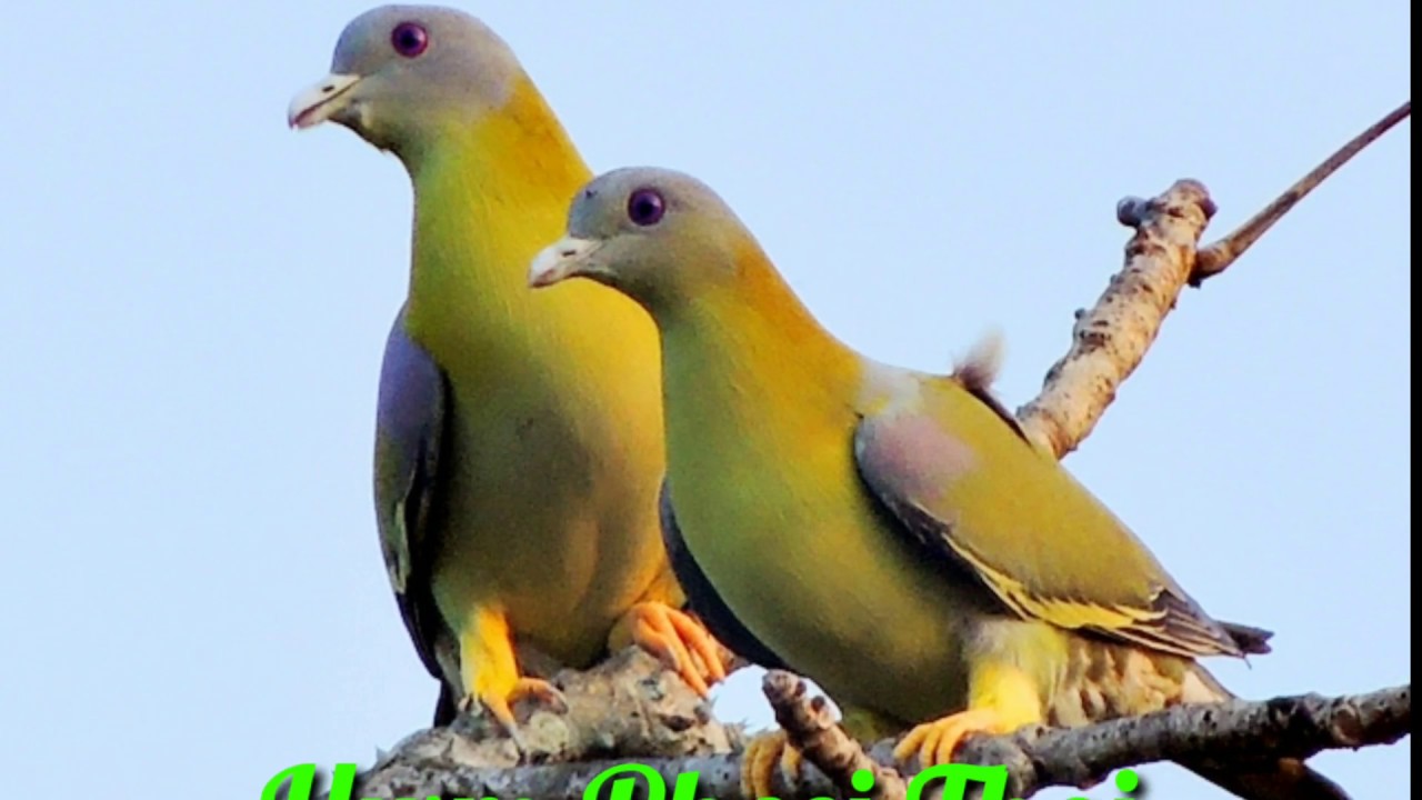 Pom Nquab Ya Tsis Pom Nquab Zes by Hwm Pheej Thoj - YouTube