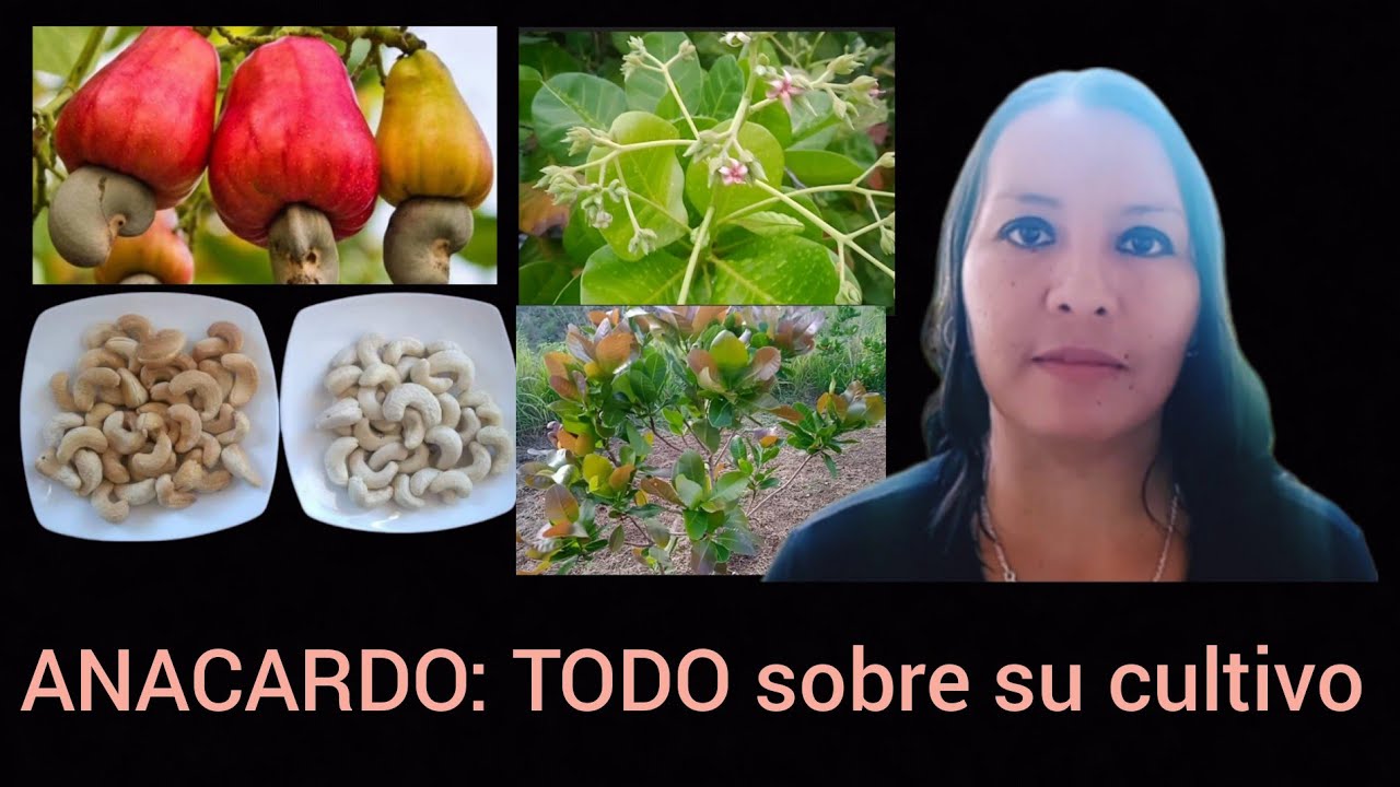 ANACARDO: Como llevar a cabo este cultivo de forma exitosa!!! - YouTube