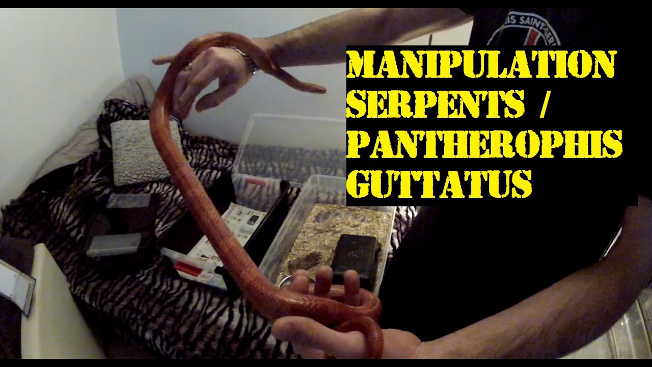 Manipulation Pantherophis Guttatus adulte / Manipulation serpent adulte ...