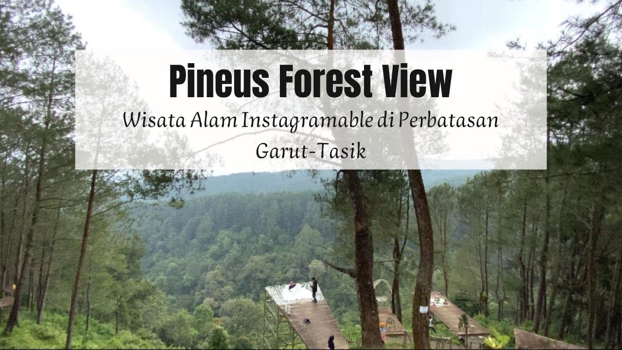 Pineus Forest View Wisata Alam Instagramable - YouTube