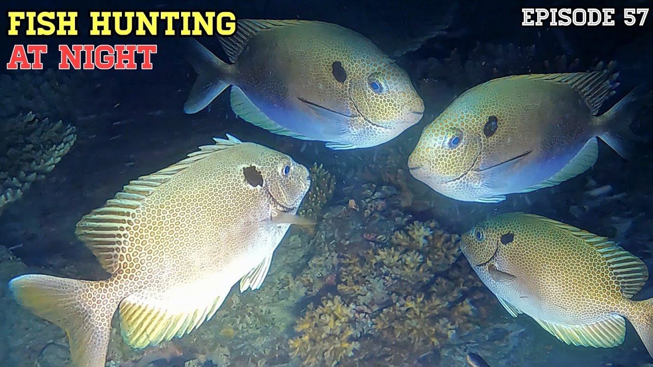 NIGHT SPEARFISHING EPISODE 57 | FISH HUNTING AT NIGHT - YouTube