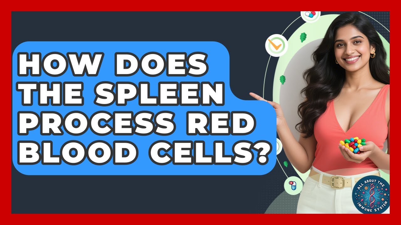 How Does The Spleen Process Red Blood Cells? - All About the Immune ...