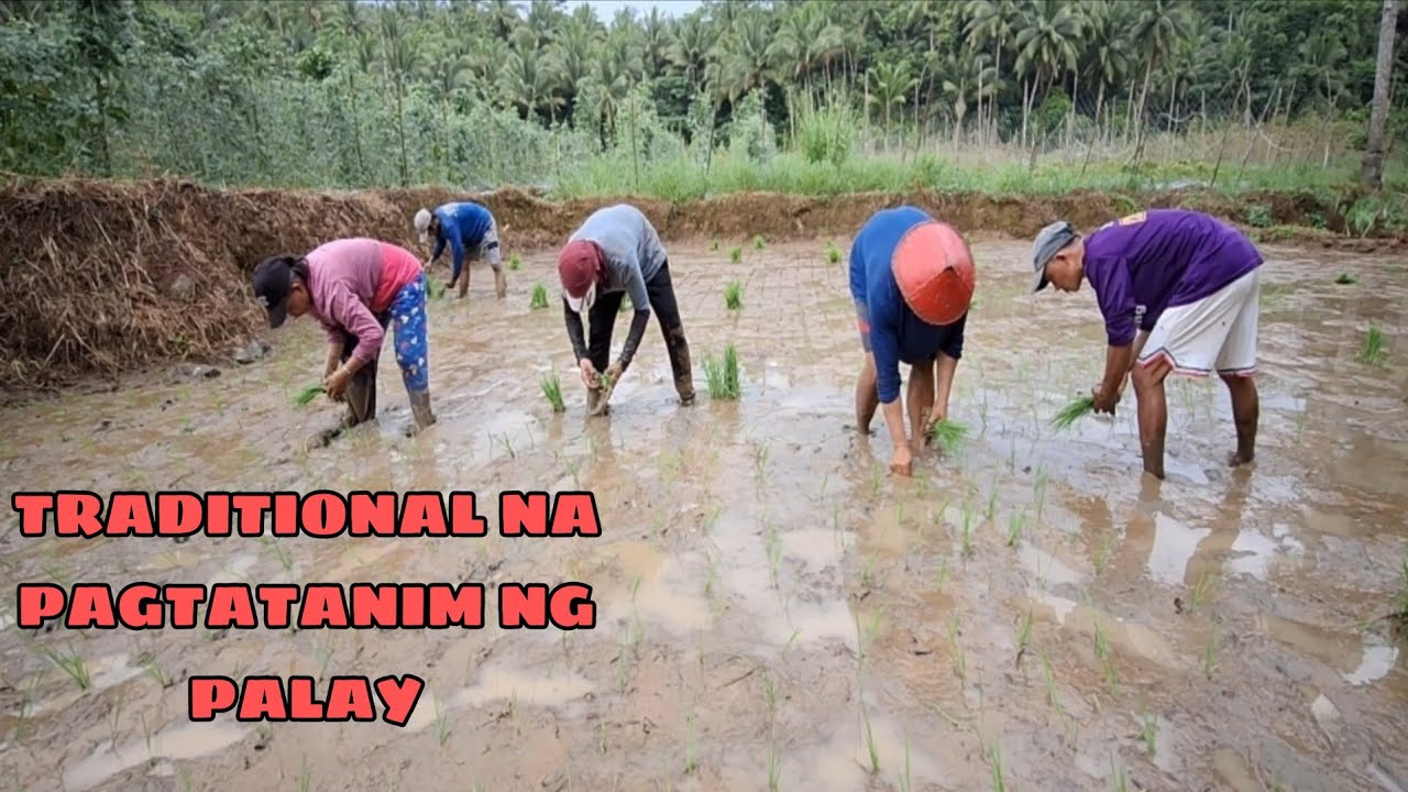 BAYANIHAN SA PAGTATANIM NG PALAY SAMA SAMA MABILIS MATAPOS - YouTube