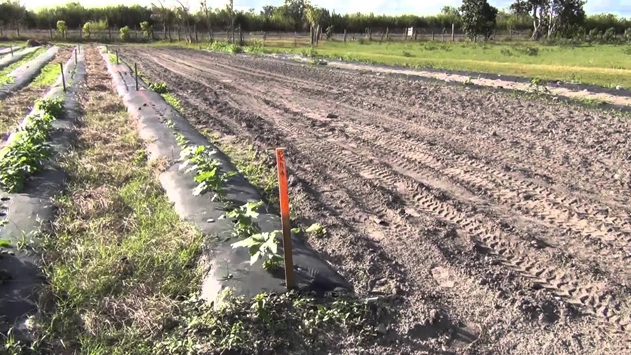 Small vegetable farm experiment - YouTube