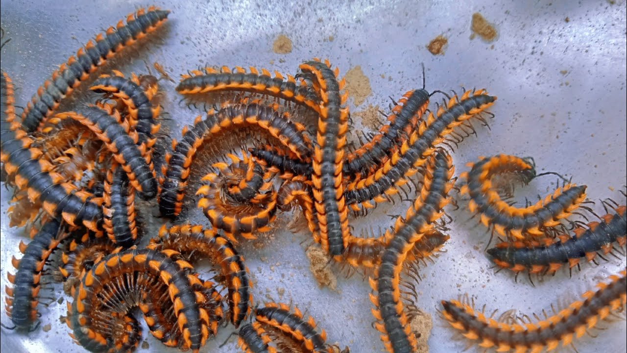 0052. Find red millipedes very easy - Nature insects - YouTube